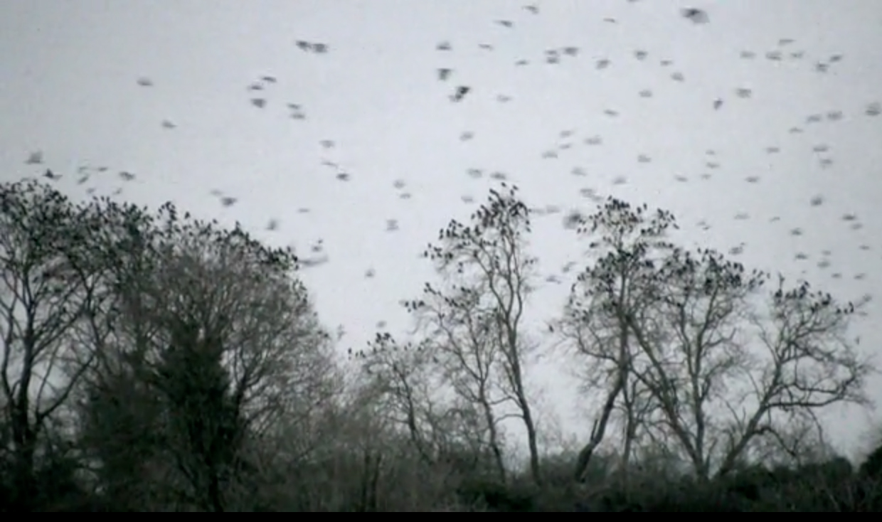 Rhob Cunningham :: The Early Stage – Myles O'Reilly's Arbutus Yarns ...